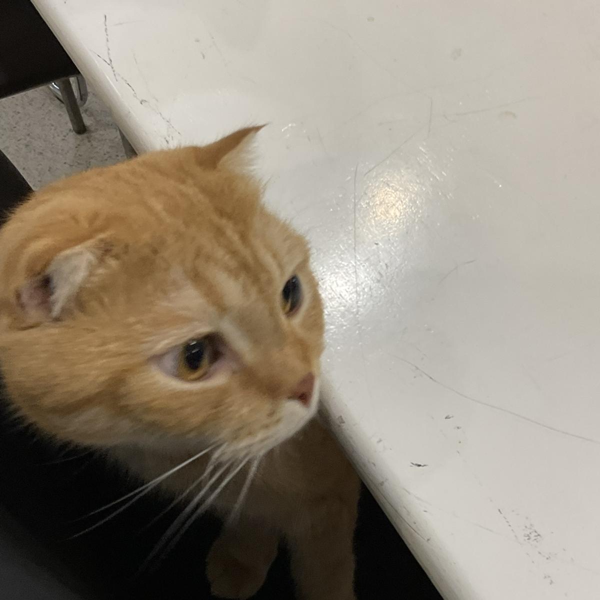 โพสต์ ของ Choh|Lemon8