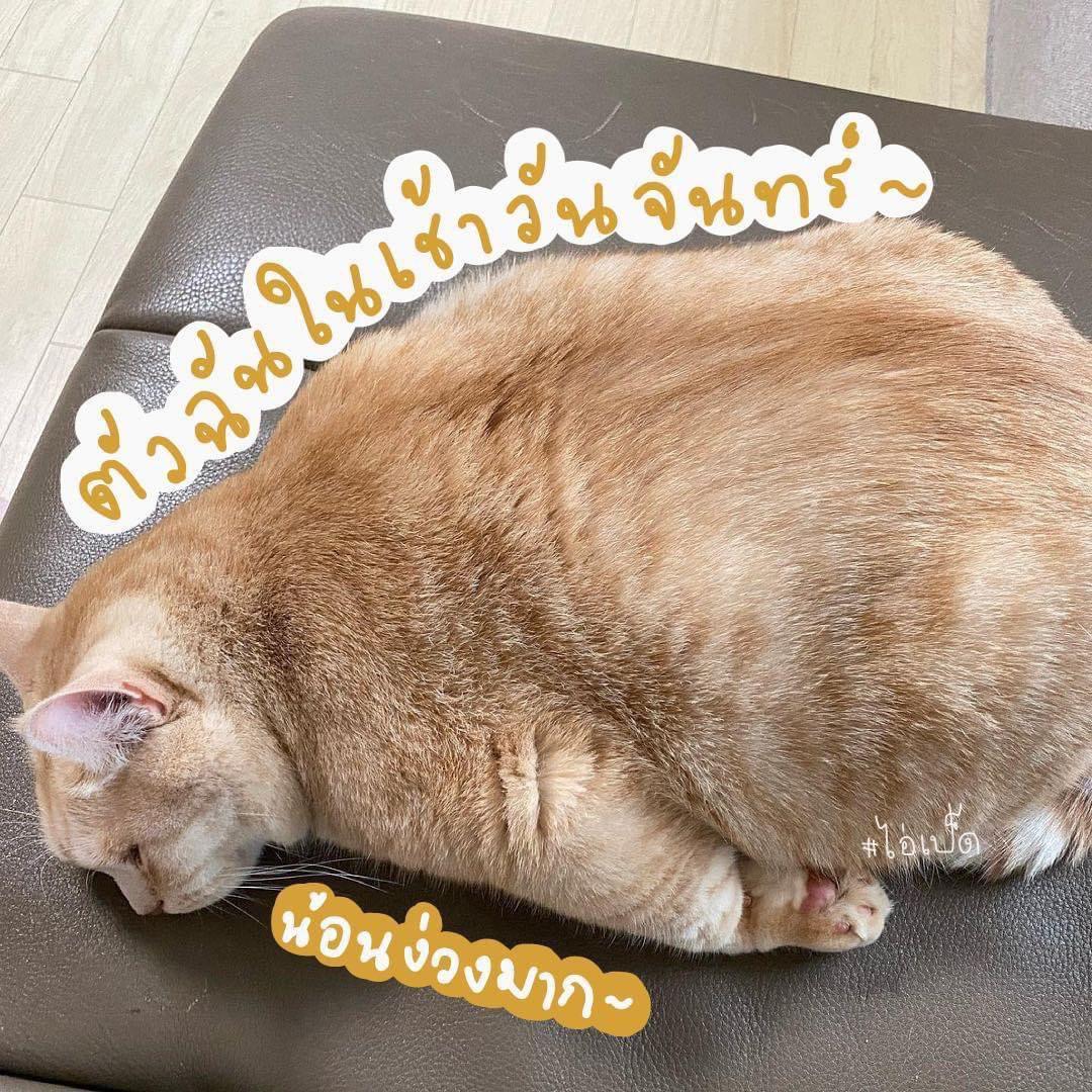 โพสต์ ของ Toon|Lemon8