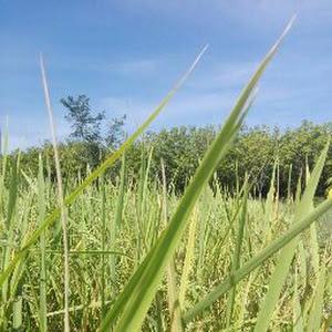 โพสต์ ของ Korn Tanakorn|Lemon8