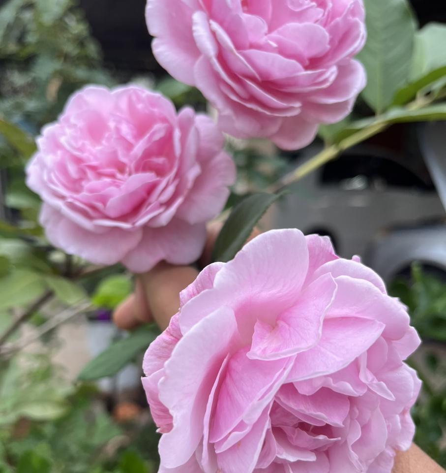 โพสต์ ของ Aor_Vilaiporn|Lemon8