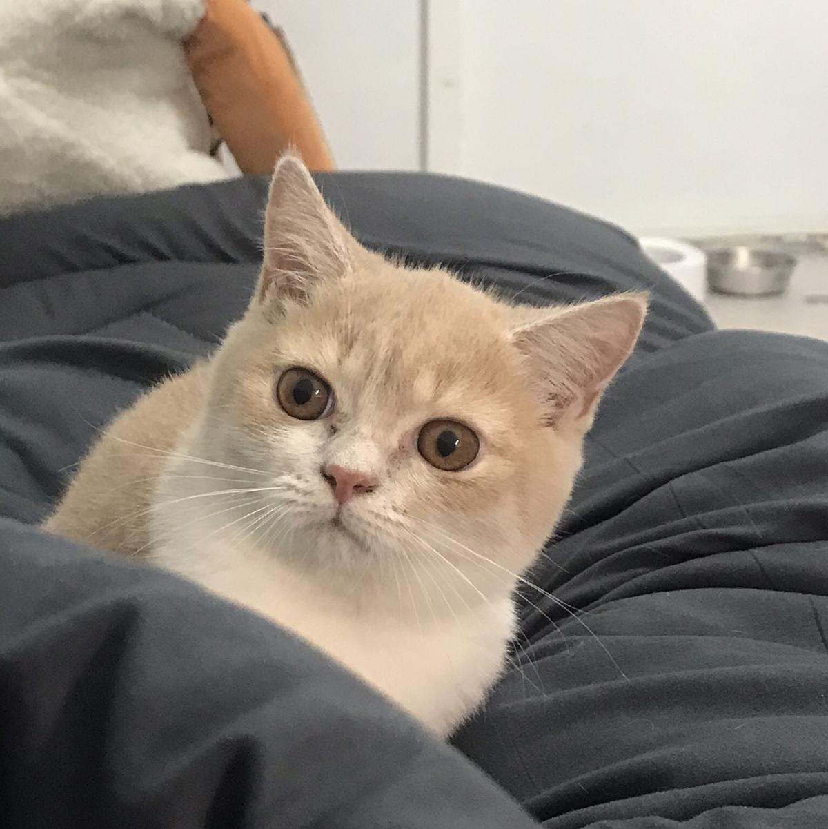 โพสต์ ของ Meow_Chowder|Lemon8