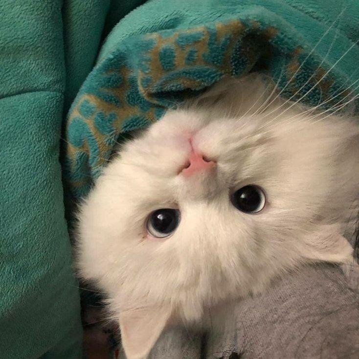 โพสต์ ของ FERN Chanel|Lemon8