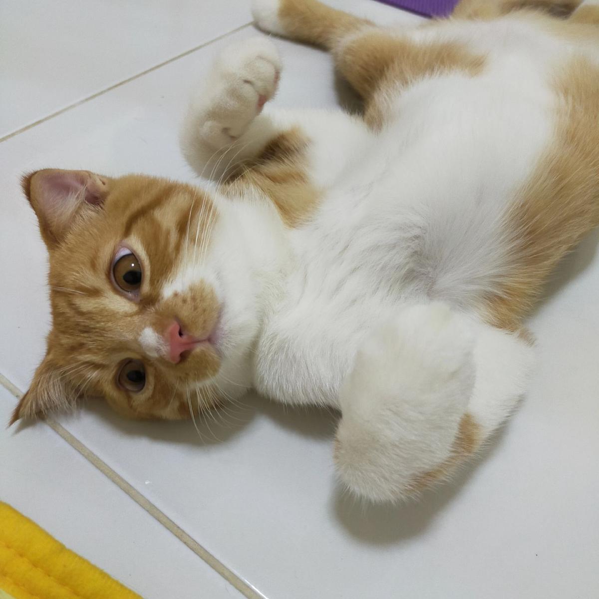 โพสต์ ของ Ninew&Cat|Lemon8