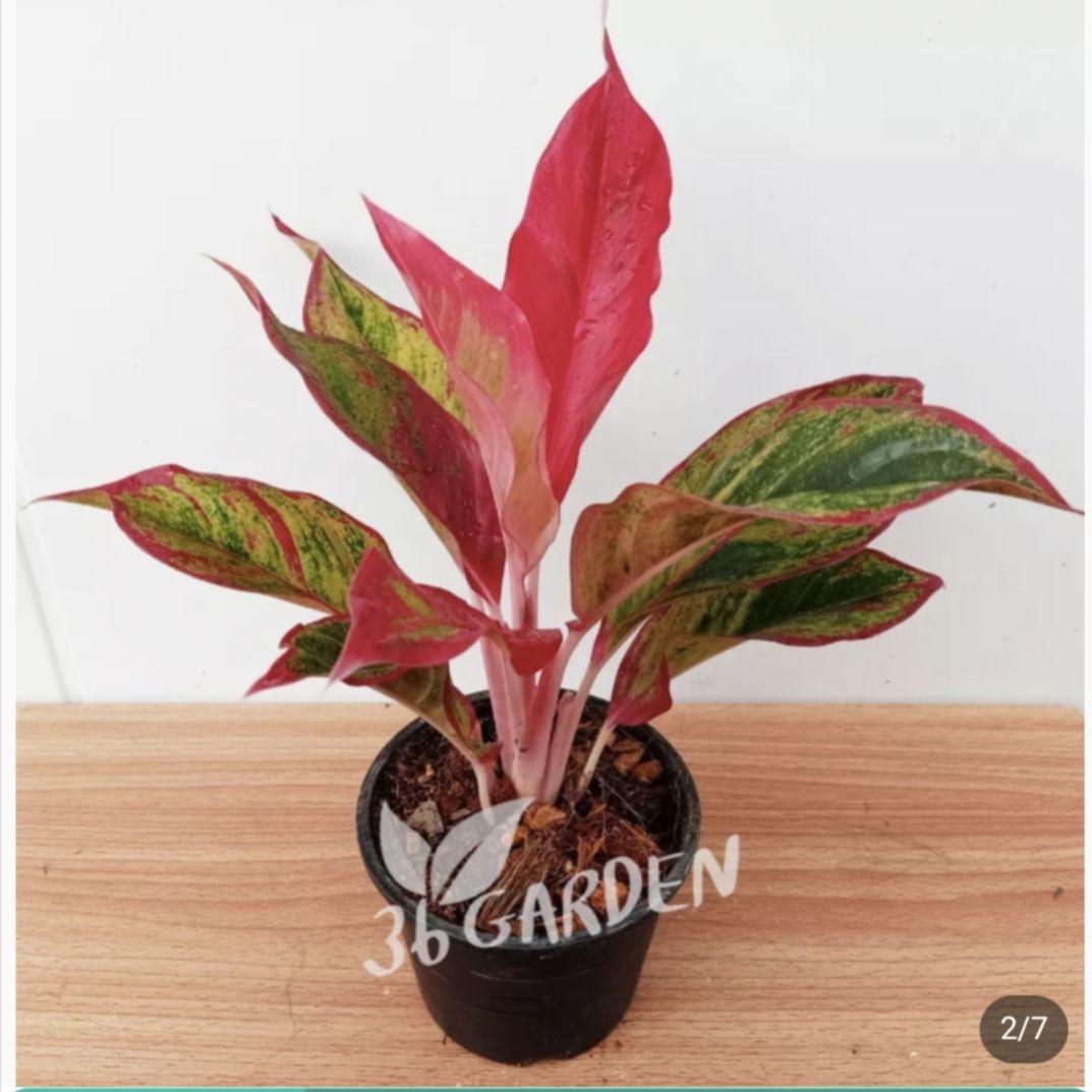 โพสต์ ของ Star Boonma|Lemon8