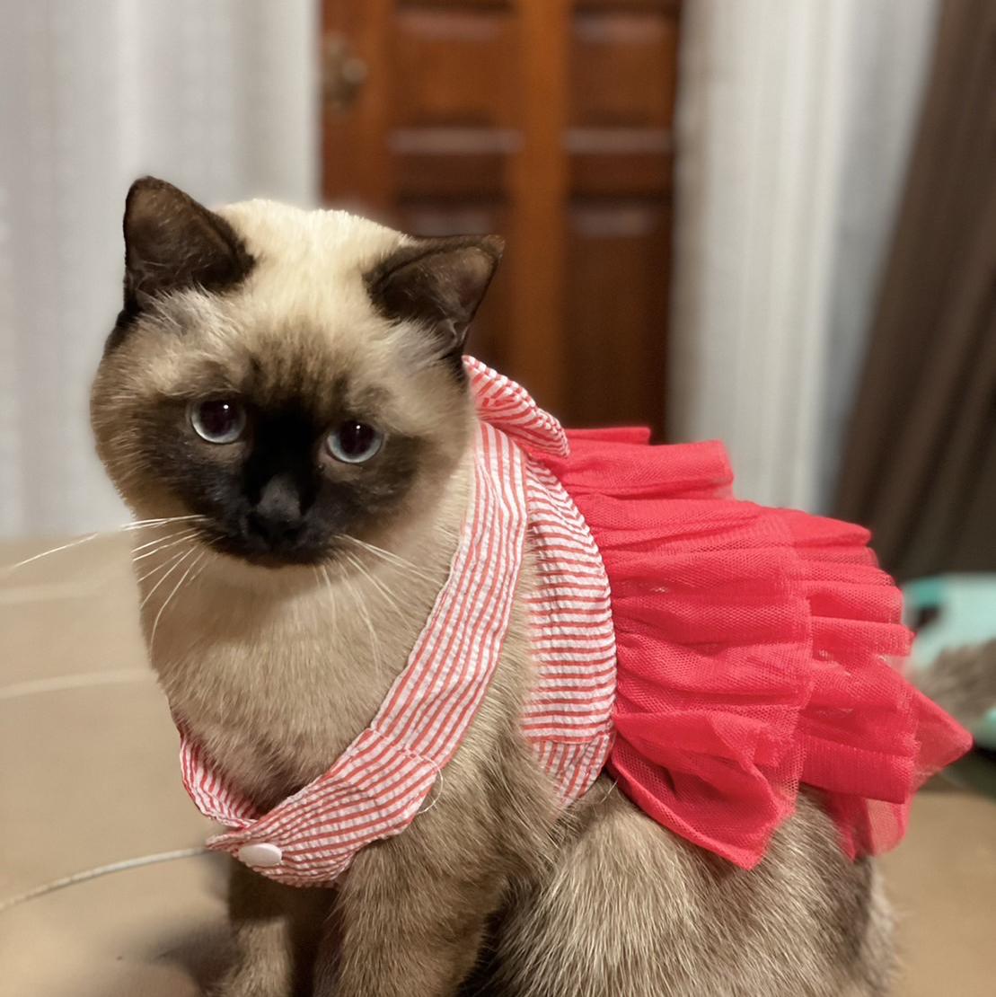 โพสต์ ของ Dada|Lemon8