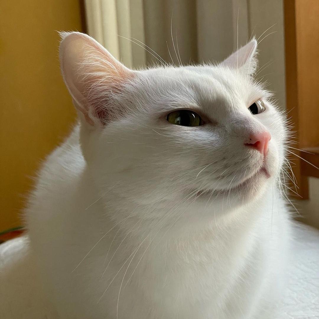 โพสต์ ของ Lin|Lemon8