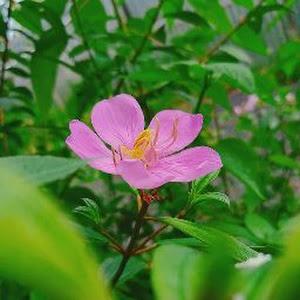 โพสต์ ของ Liya Andriyanti|Lemon8