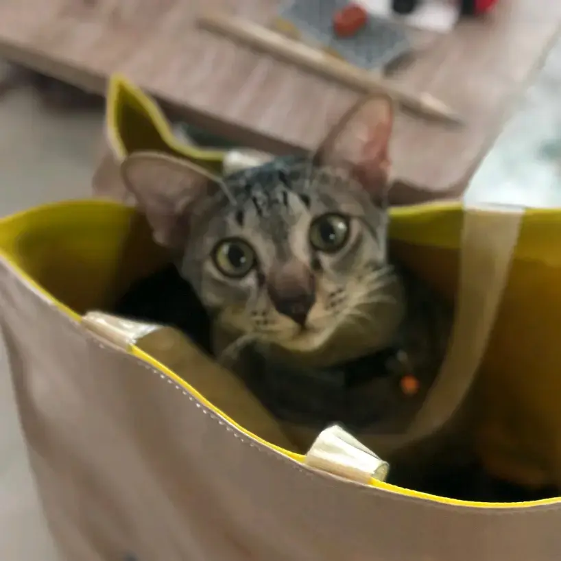 โพสต์ ของ Kuro takky|Lemon8