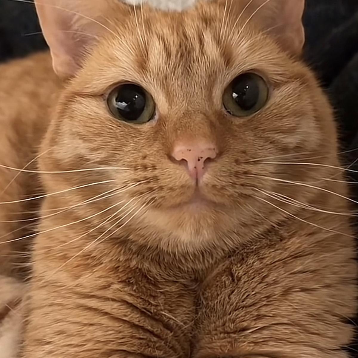 โพสต์ ของ Little.c.cat ️|Lemon8