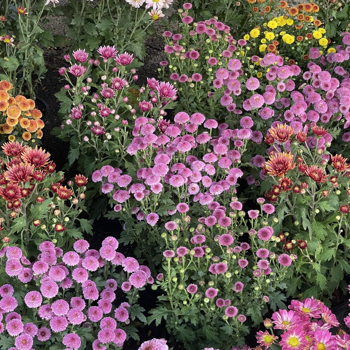 โพสต์ ของ mind🎀|Lemon8