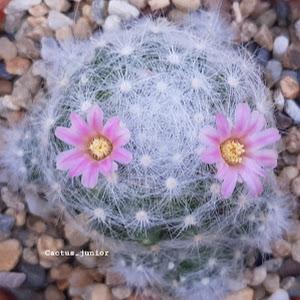 โพสต์ ของ Cactus_junior|Lemon8