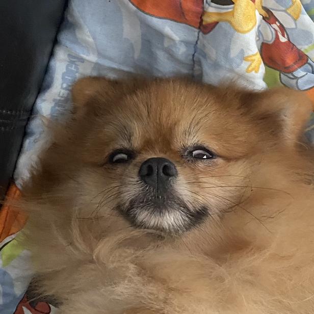 โพสต์ ของ 𝘛𝘰𝘯𝘢𝘰𝘳|Lemon8