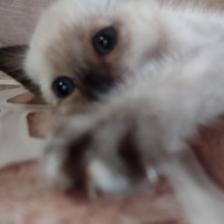 โพสต์ ของ my cat♡｡|Lemon8