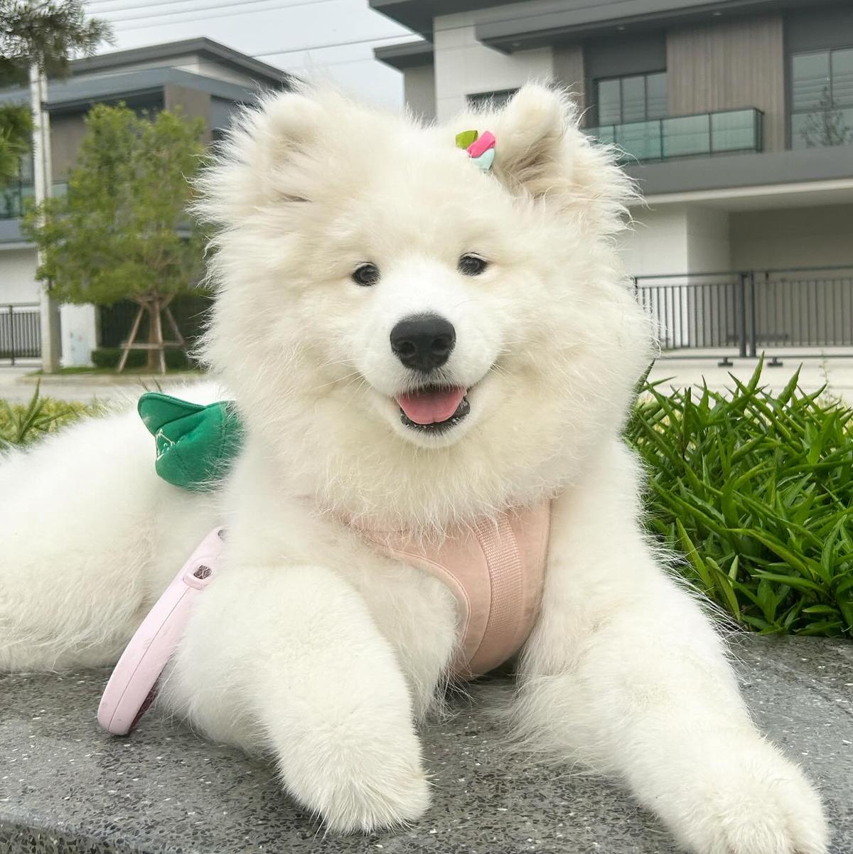 โพสต์ ของ Bubble Le Sammy|Lemon8