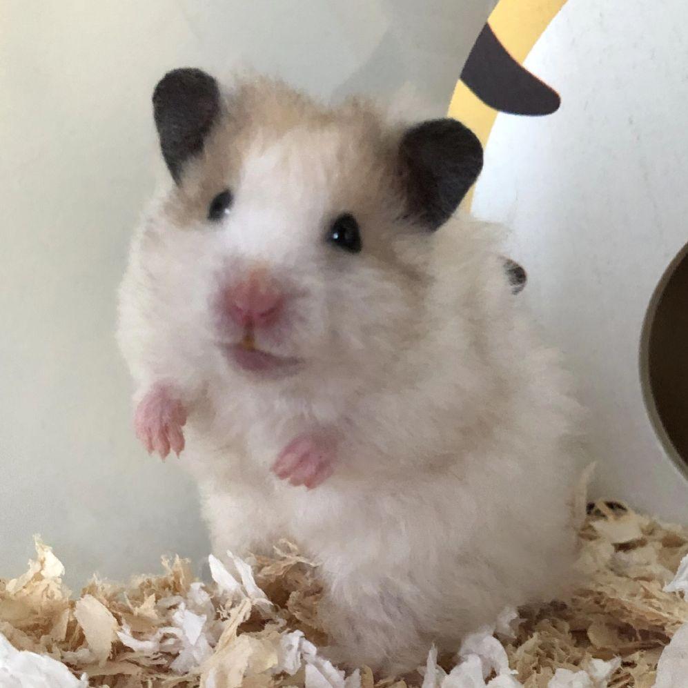 โพสต์ ของ Bearbie.my|Lemon8