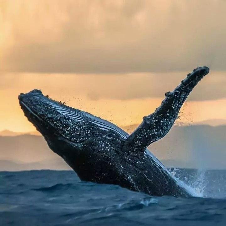 Posting Blue whale|Lemon8