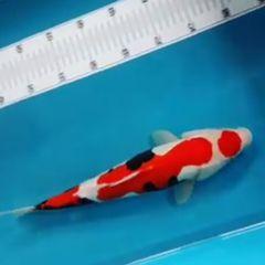 Posting Rava Koi|Lemon8