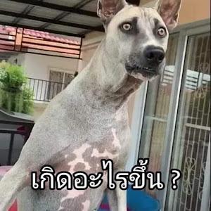 โพสต์ ของ Noknoy Channel|Lemon8