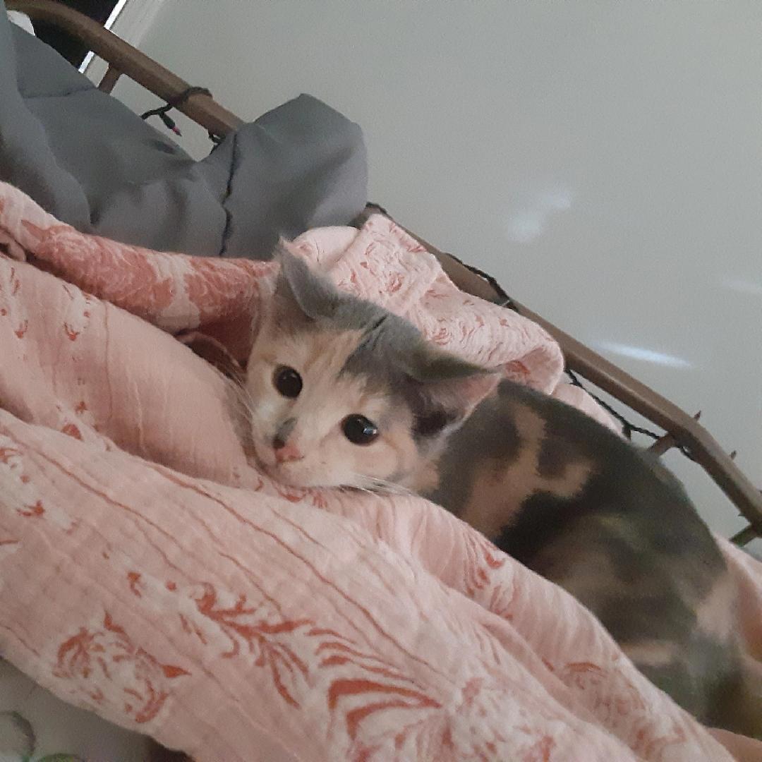 โพสต์ ของ Lemon The Kat ♡|Lemon8