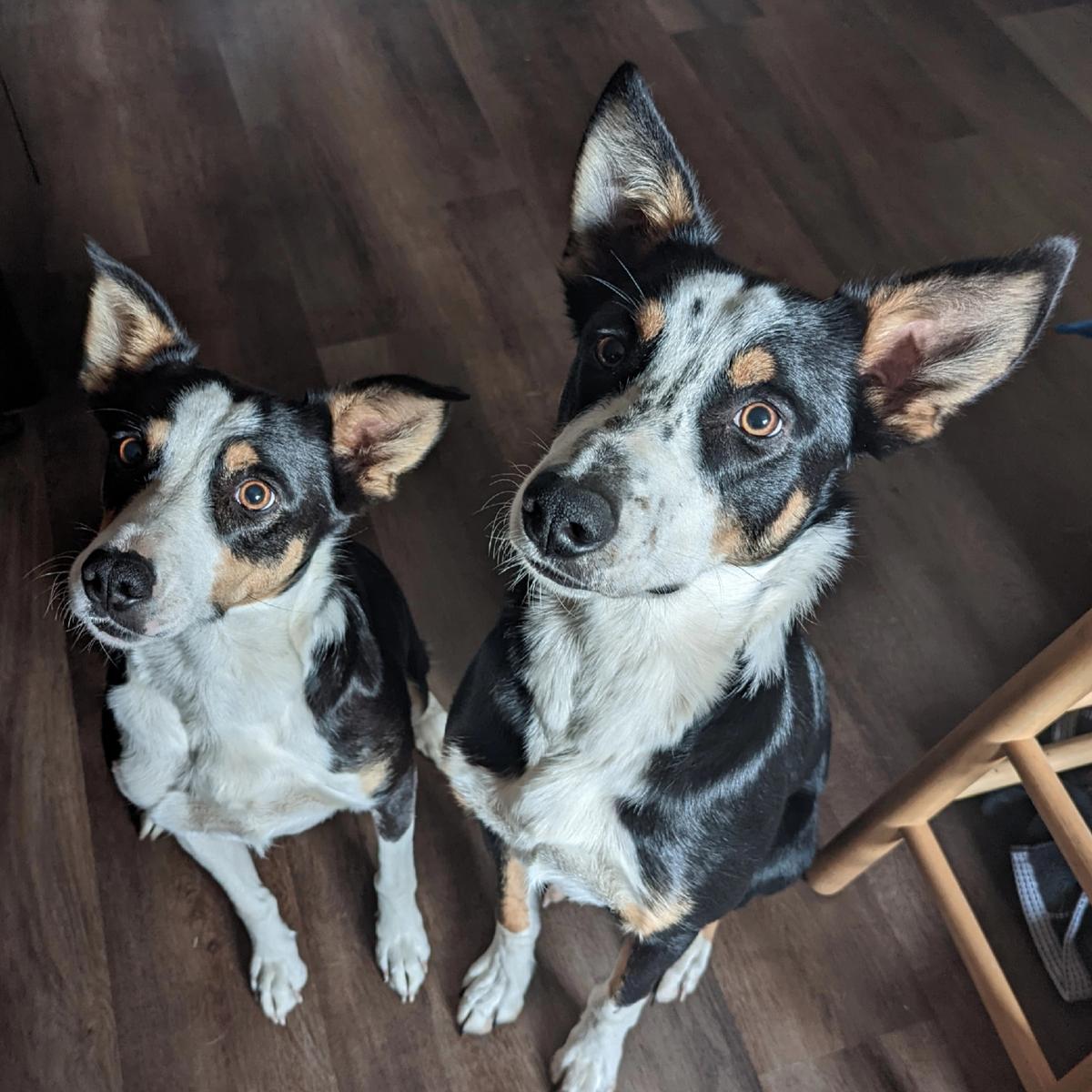 โพสต์ ของ 2 Crazy Dogs|Lemon8
