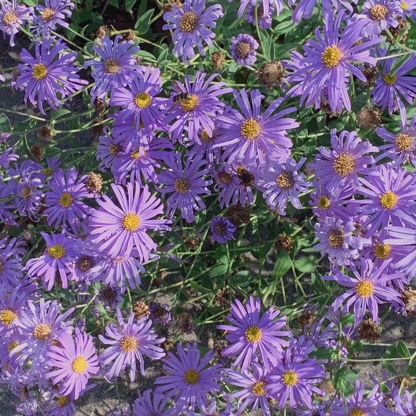 โพสต์ ของ Emily H.|Lemon8