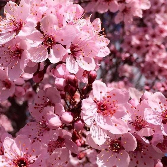 โพสต์ ของ Sakura|Lemon8