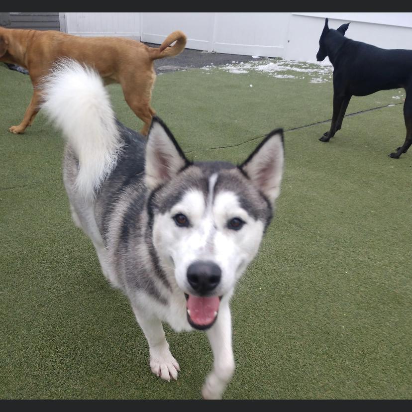 Ace my husky's Post|Lemon8