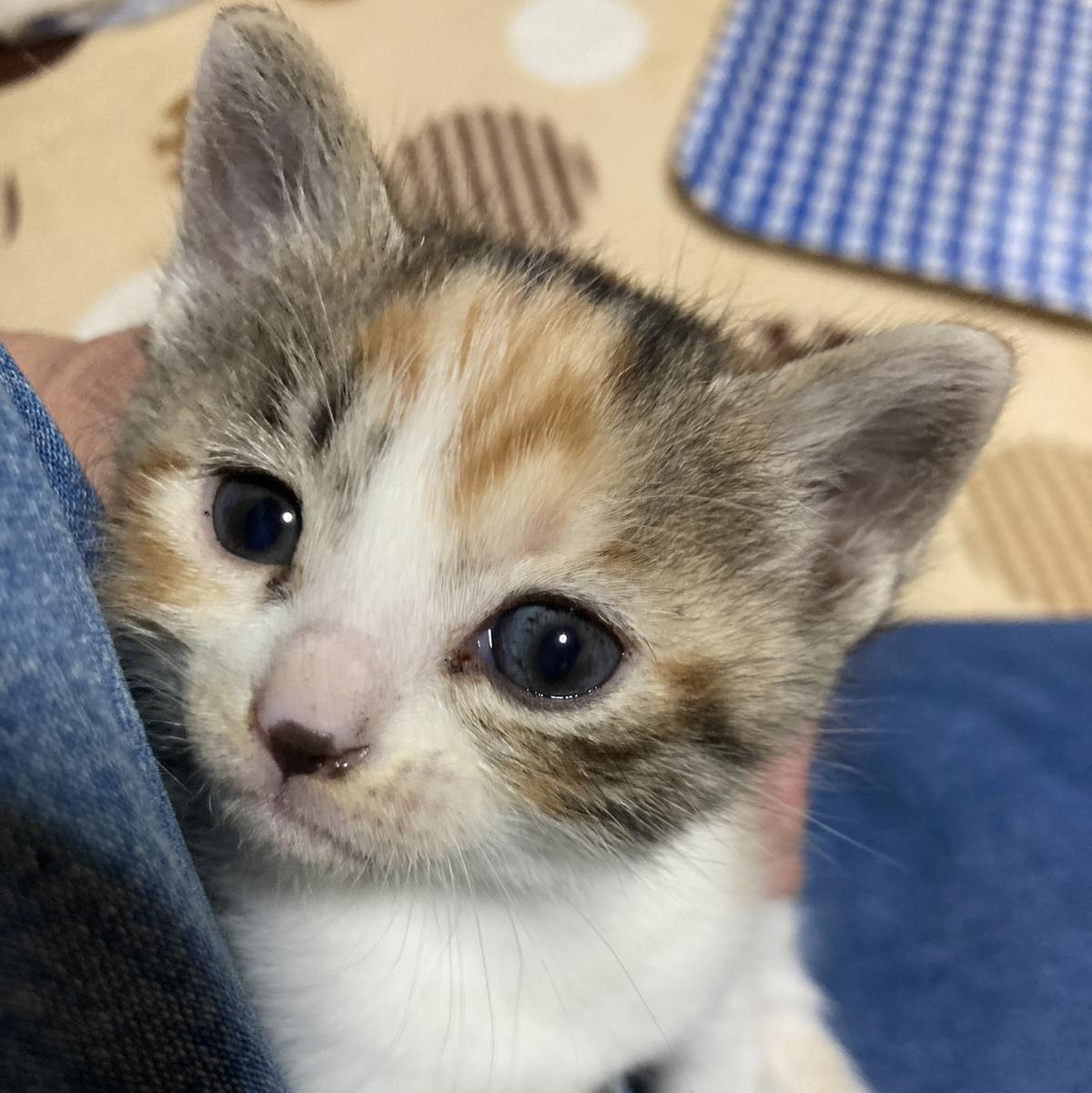 โพสต์ ของ ジャイコ|Lemon8