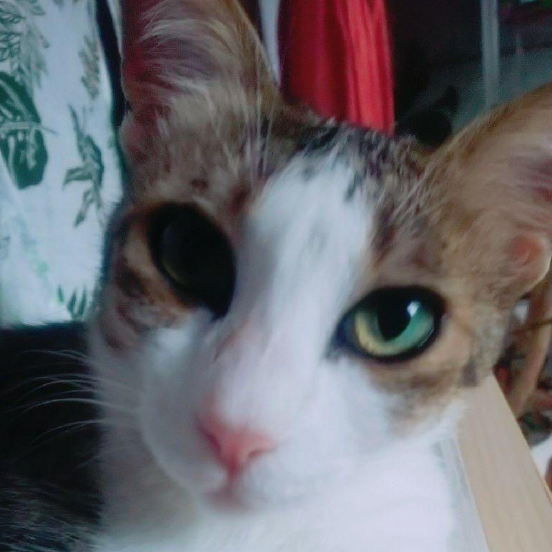 โพสต์ ของ Yuko Tanaka|Lemon8