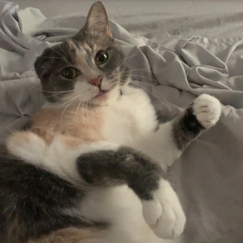 โพสต์ ของ Haeli Follett|Lemon8