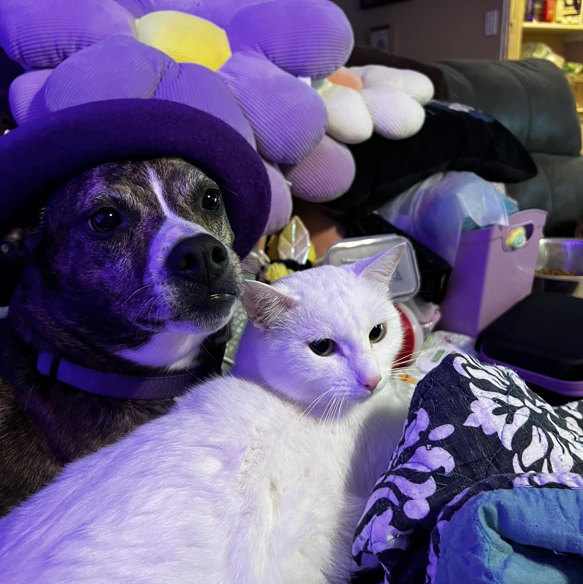 โพสต์ ของ Willow|Lemon8