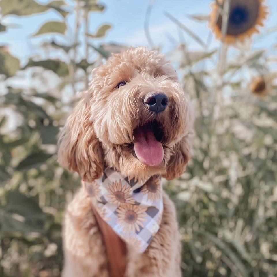 โพสต์ ของ Lucy Lou & Mom|Lemon8