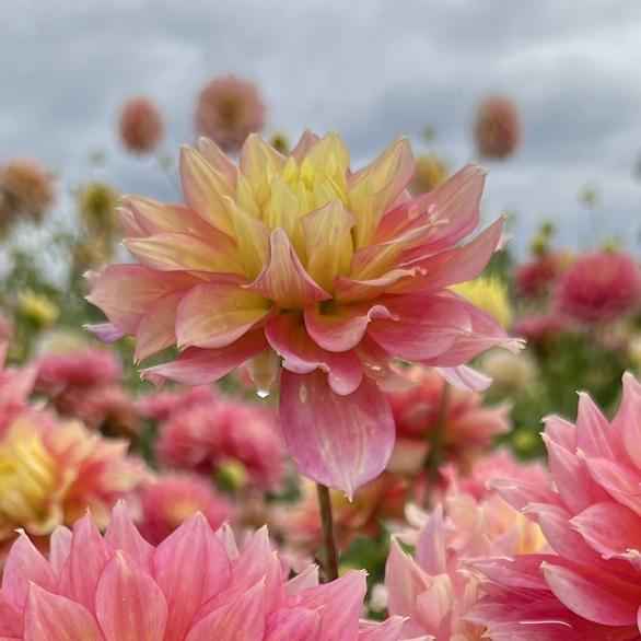 โพสต์ ของ Sara Smile|Lemon8