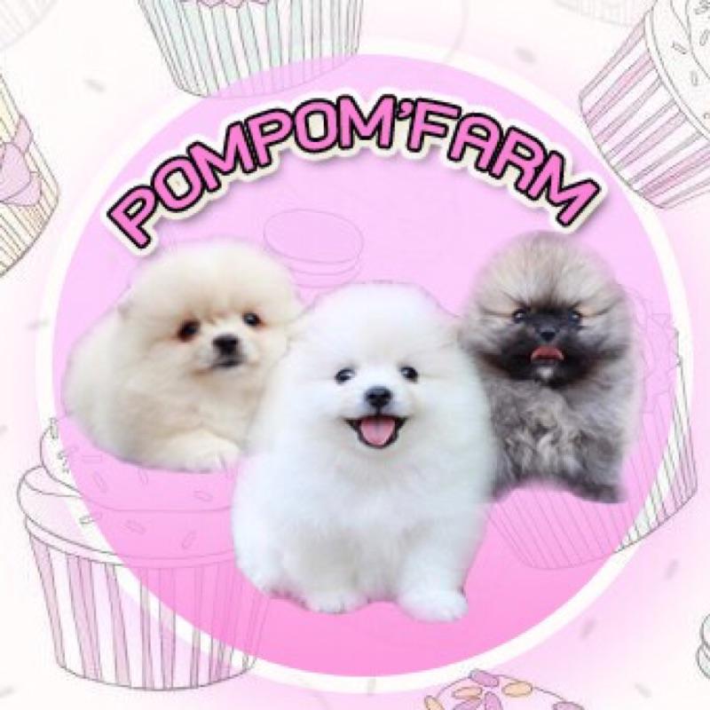 โพสต์ ของ Pompom Farm.H🐶|Lemon8