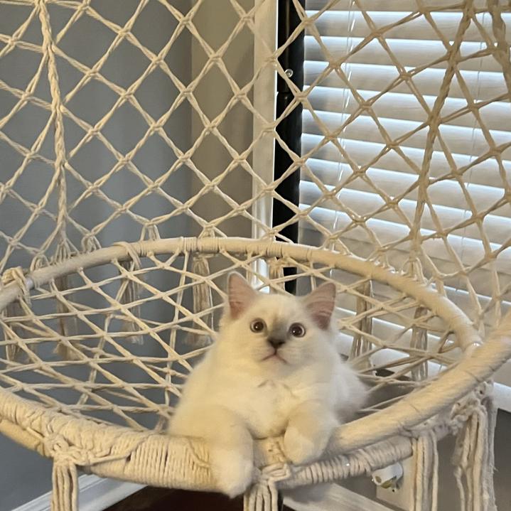 Louie the Cat's Post|Lemon8