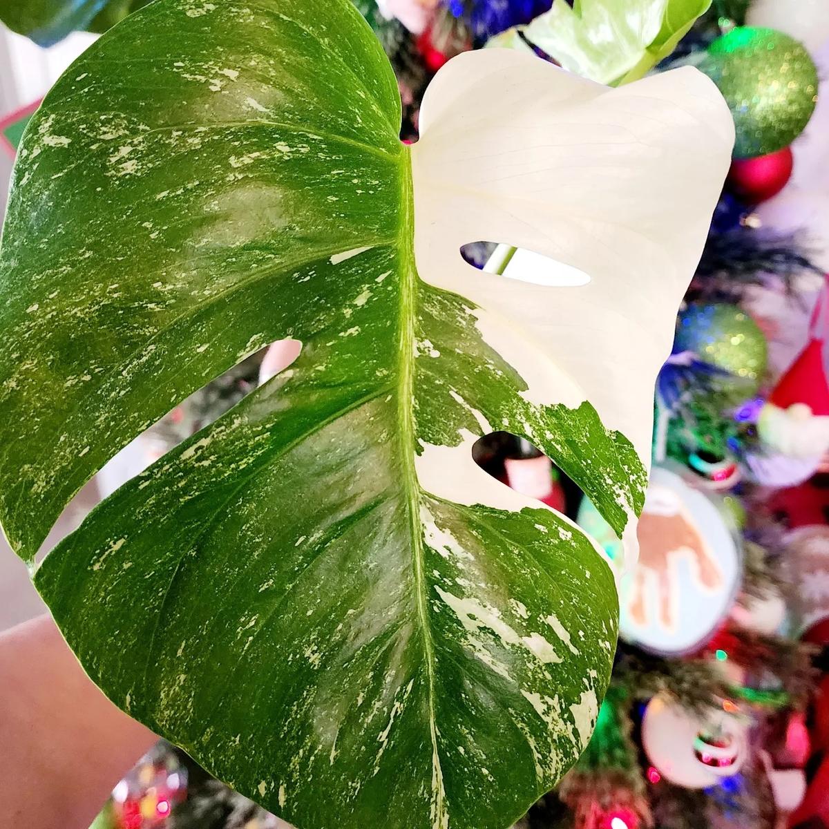 โพสต์ ของ Local Leaf 🍃|Lemon8