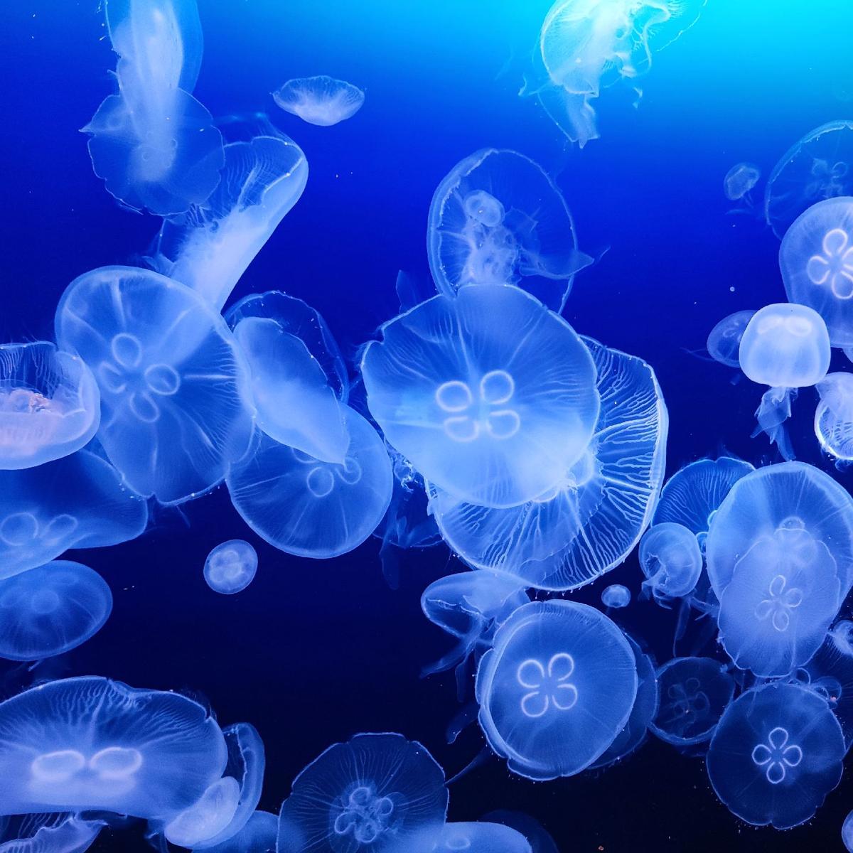 โพสต์ ของ ar|Lemon8