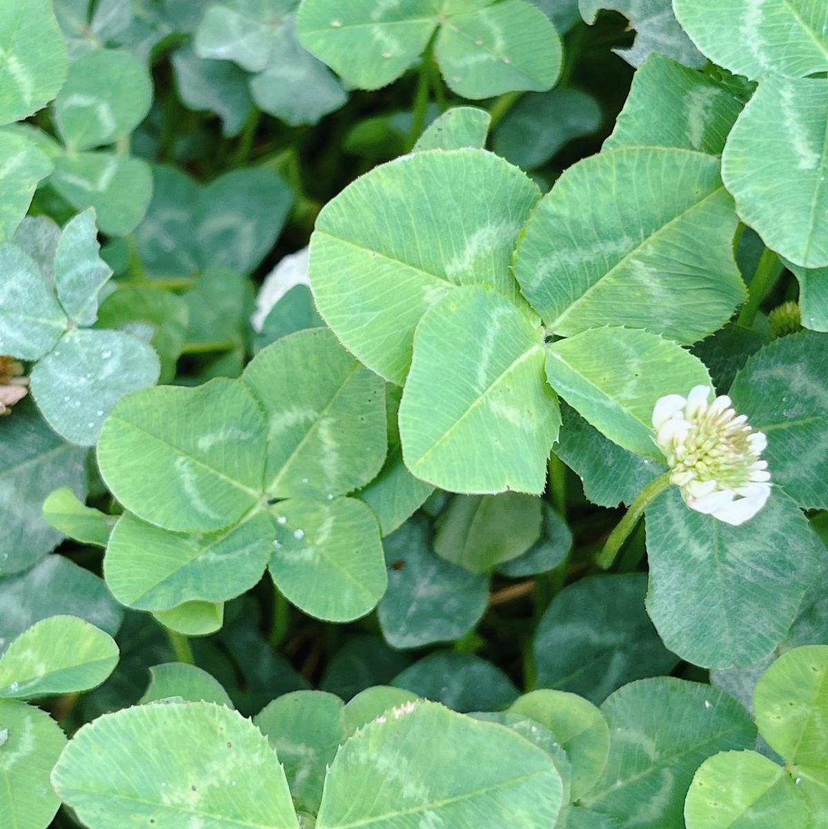 โพสต์ ของ maru-san|Lemon8