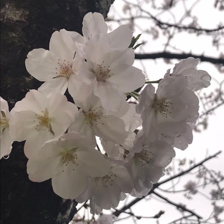 โพสต์ ของ Richard Scott |Lemon8