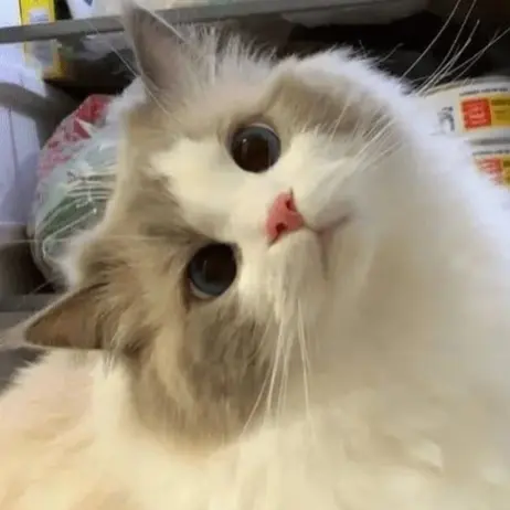 โพสต์ ของ Tnt Chan|Lemon8