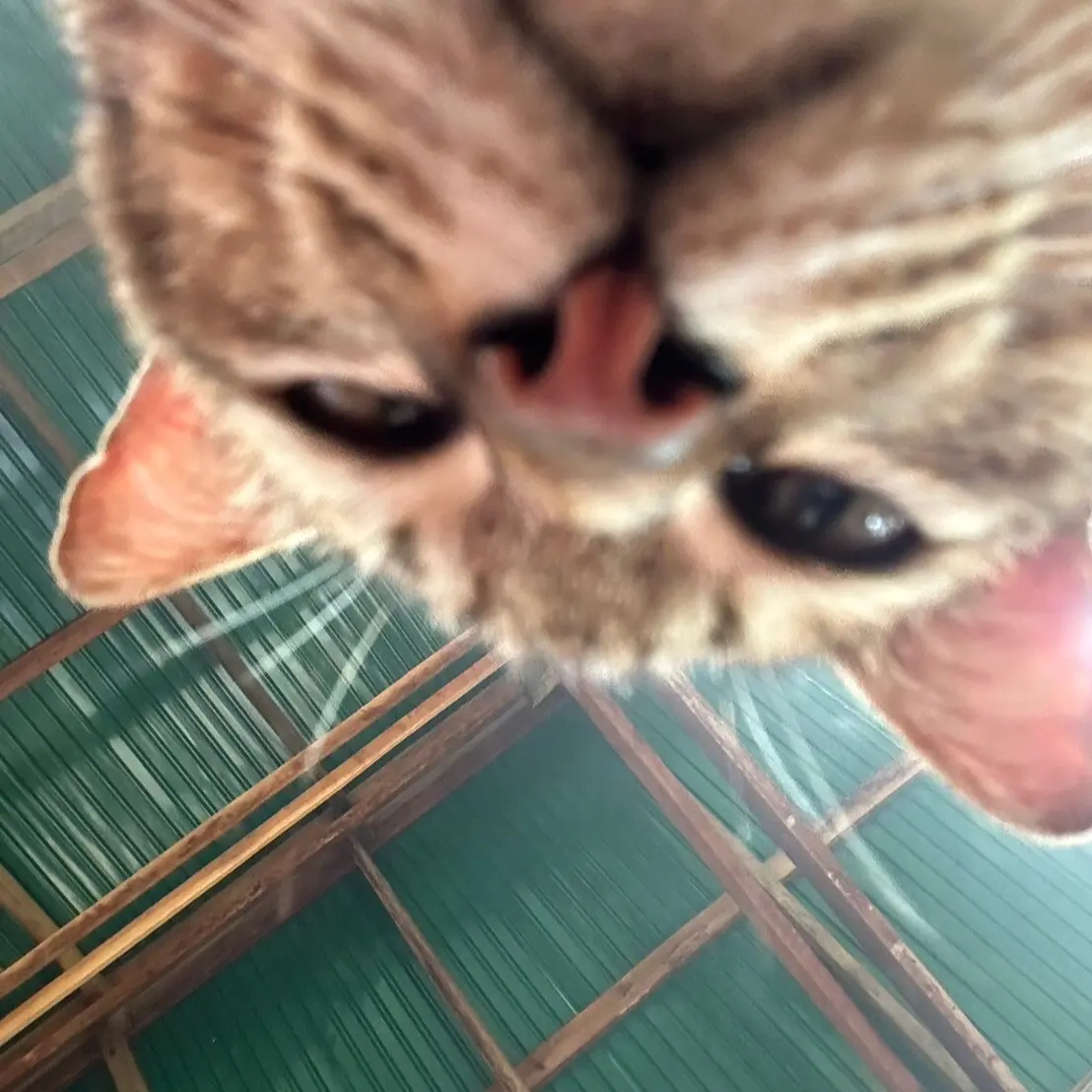 โพสต์ ของ Phas|Lemon8