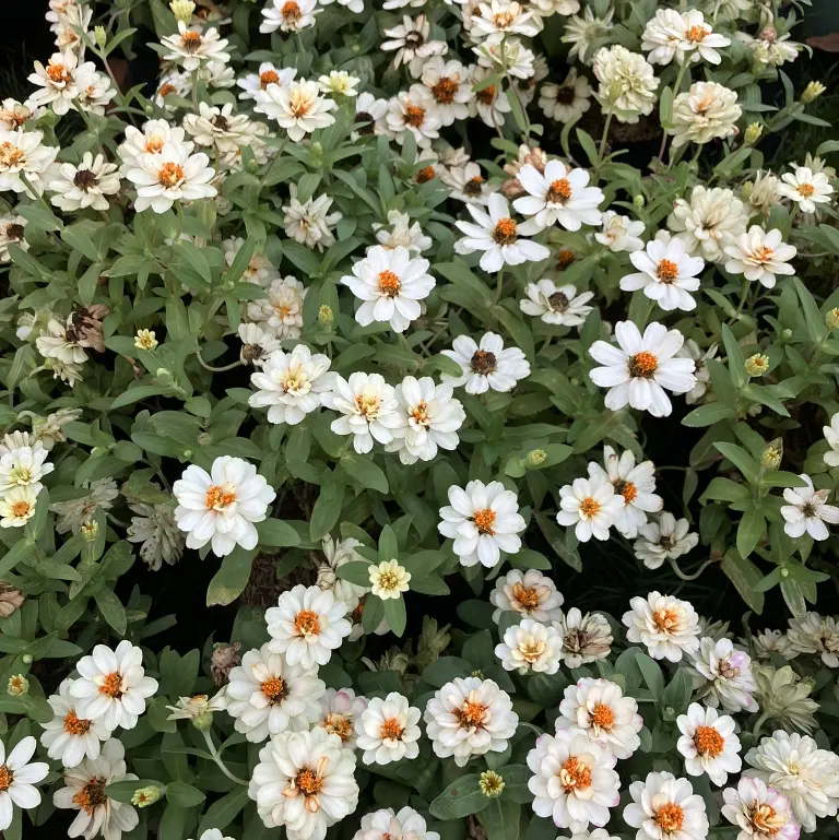 โพสต์ ของ Pang.im|Lemon8