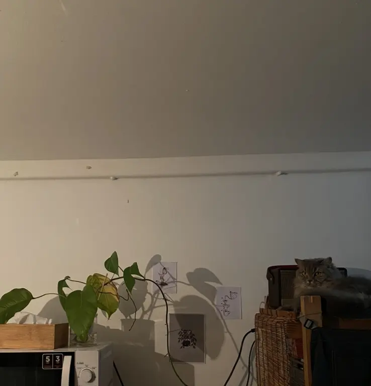 โพสต์ ของ MY ROOM MY TREE|Lemon8