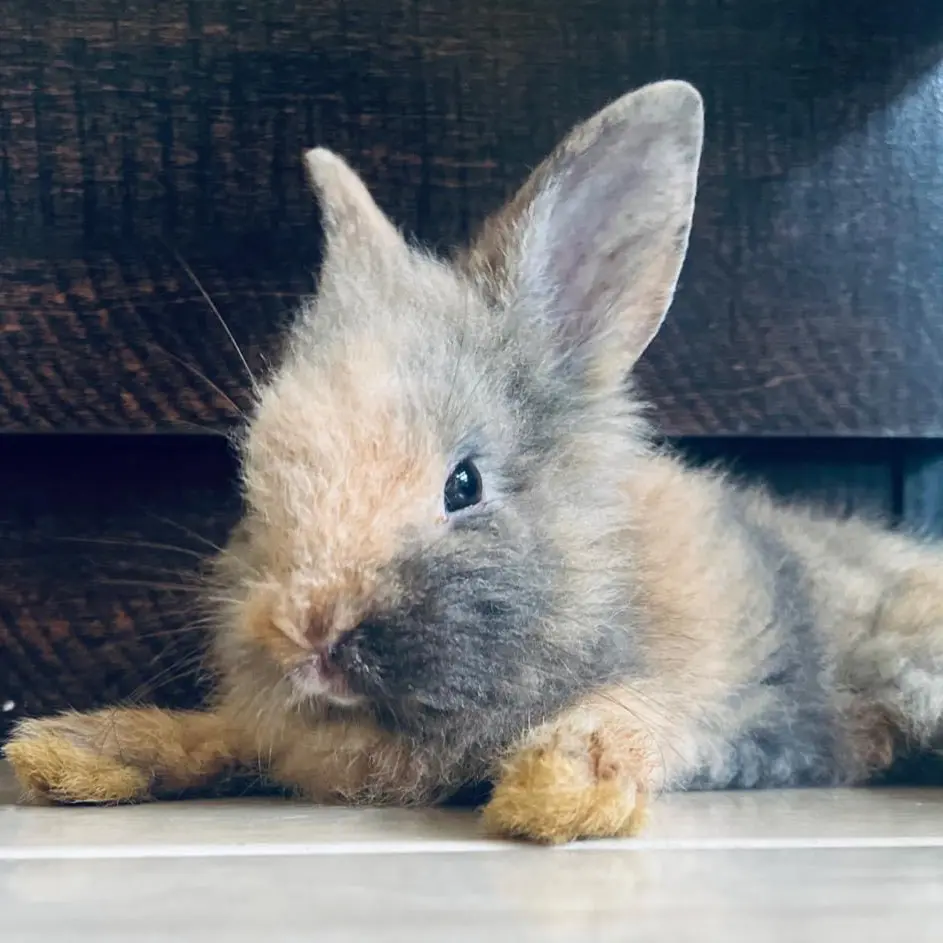 โพสต์ ของ Pet of WinLin|Lemon8
