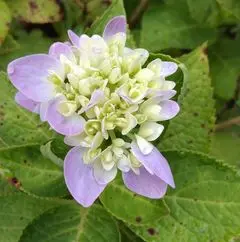 โพสต์ ของ Rohaida Jamil|Lemon8