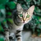 โพสต์ ของ Kitty Tingkah|Lemon8