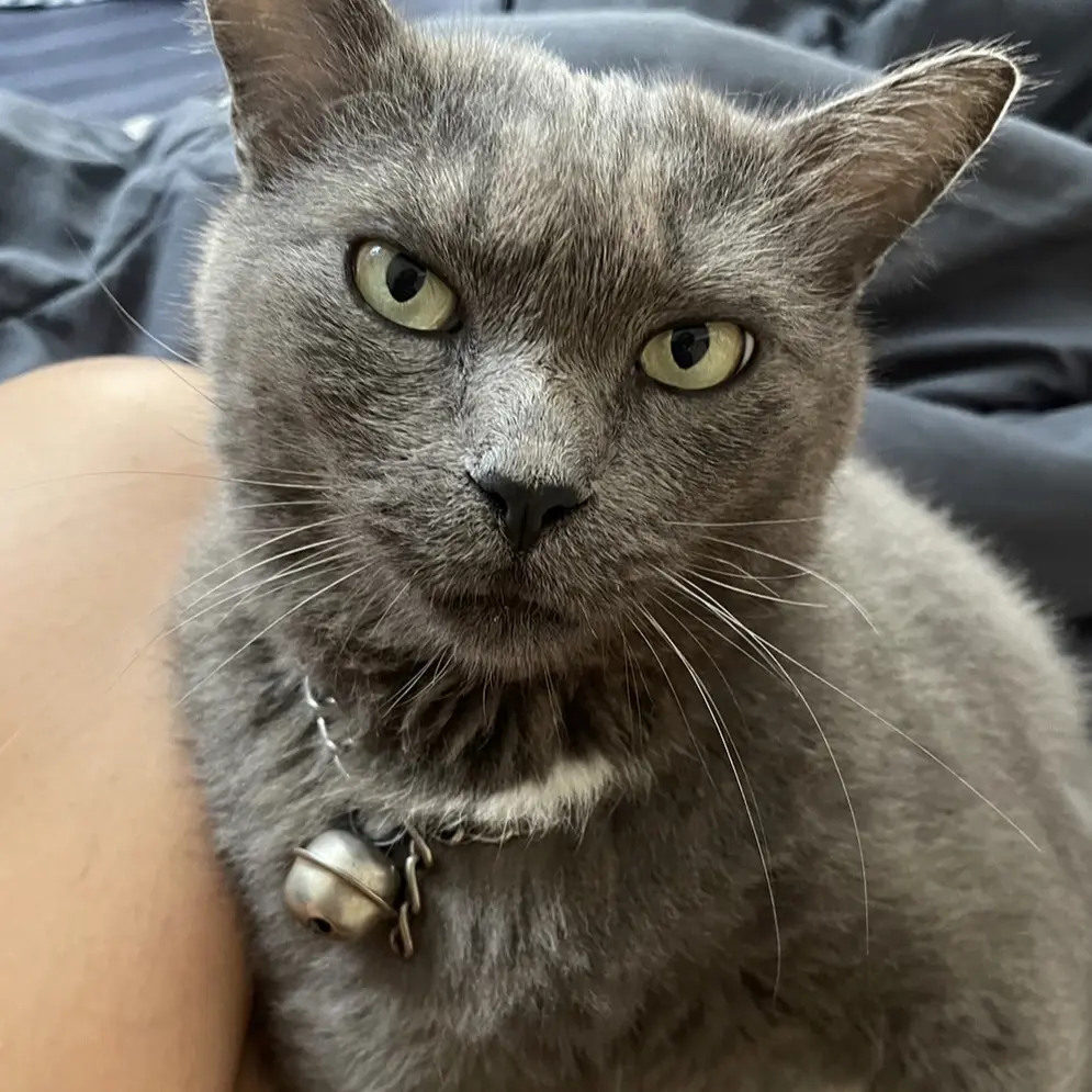 โพสต์ ของ Sherbet M|Lemon8