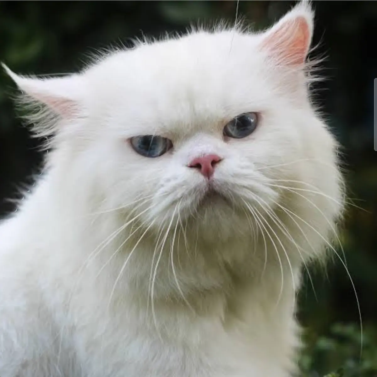 โพสต์ ของ captain|Lemon8