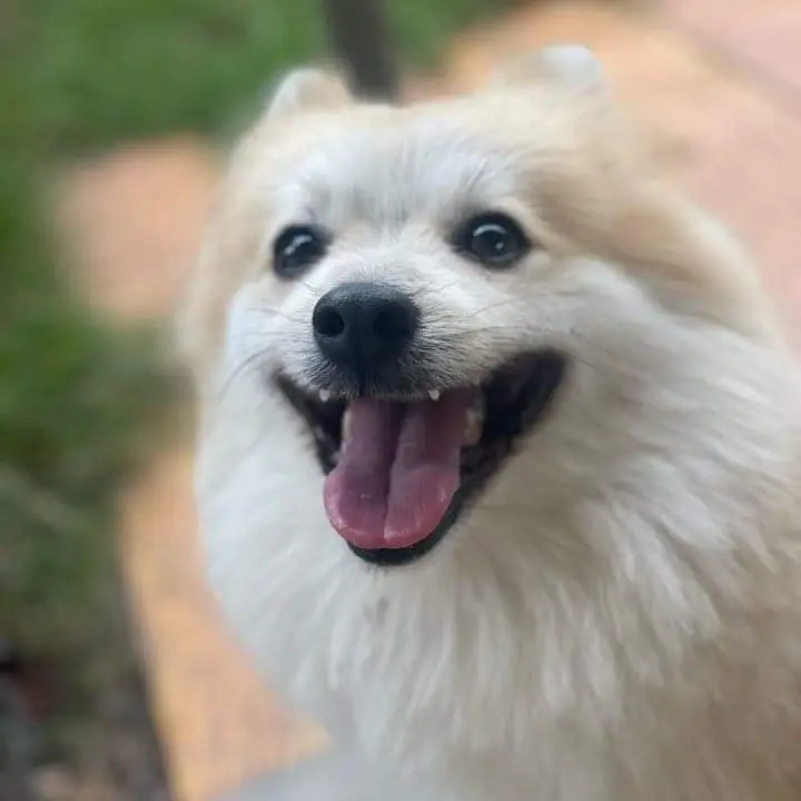 โพสต์ ของ boy_scout|Lemon8