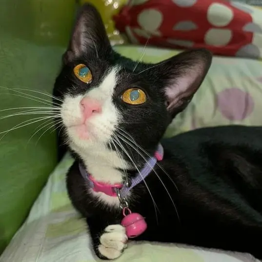 โพสต์ ของ อมอน|Lemon8